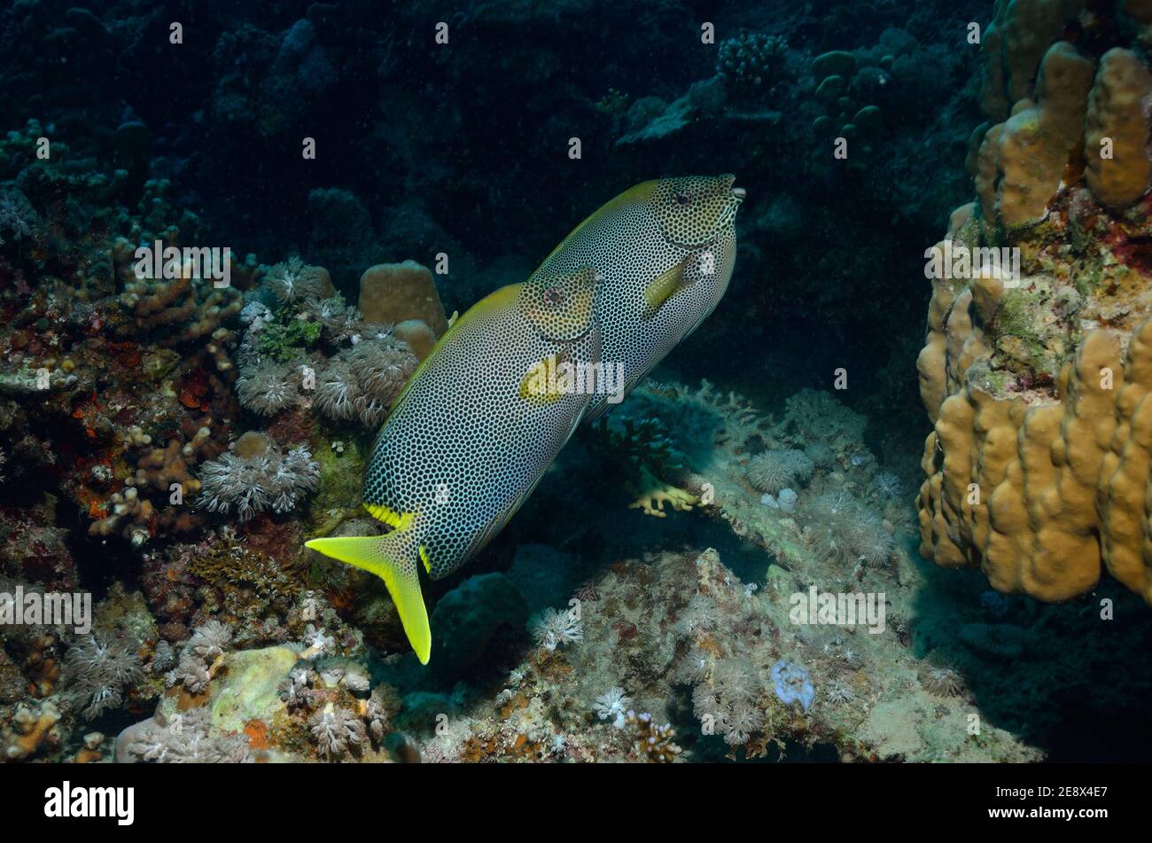 Siganus stellatus, brown-spotted spinefoot, Tüpfel-Kaninchenfisch ...