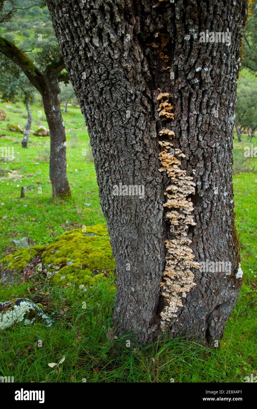 Tronco de encina hi-res stock photography and images - Alamy