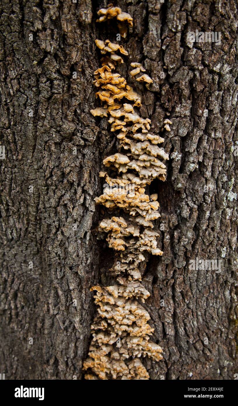 Tronco de encina hi-res stock photography and images - Alamy