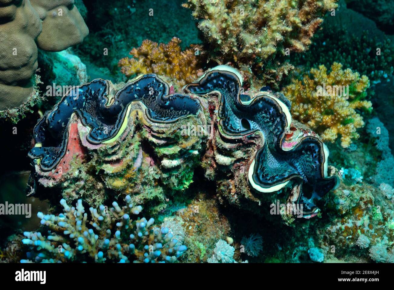 Tridacna maxima, blue maxima clam, Gemeine Riesenmuschel, Grabende ...