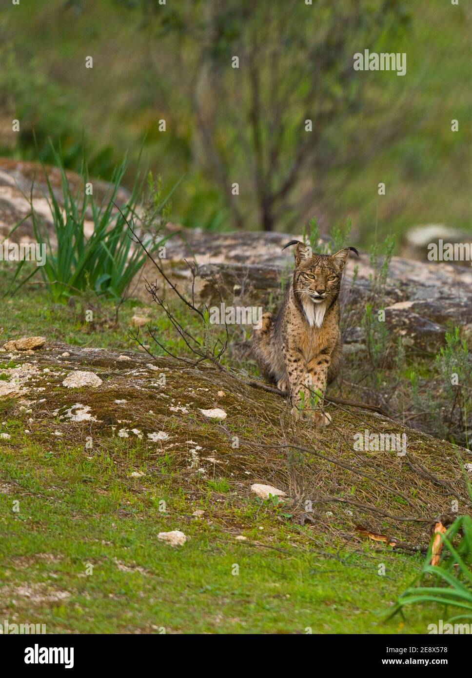 LINCE IBÉRICO- IBERIAN LYNX (Lynx pardinus) salvaje fotografiado en el ...