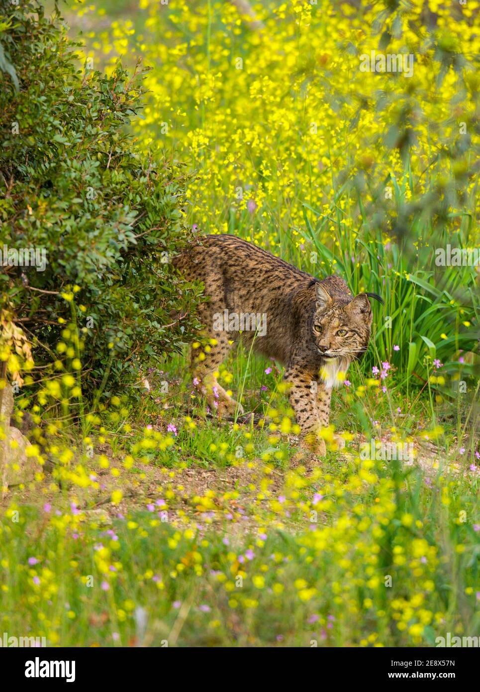 LINCE IBÉRICO- IBERIAN LYNX (Lynx pardinus) salvaje fotografiado en el ...