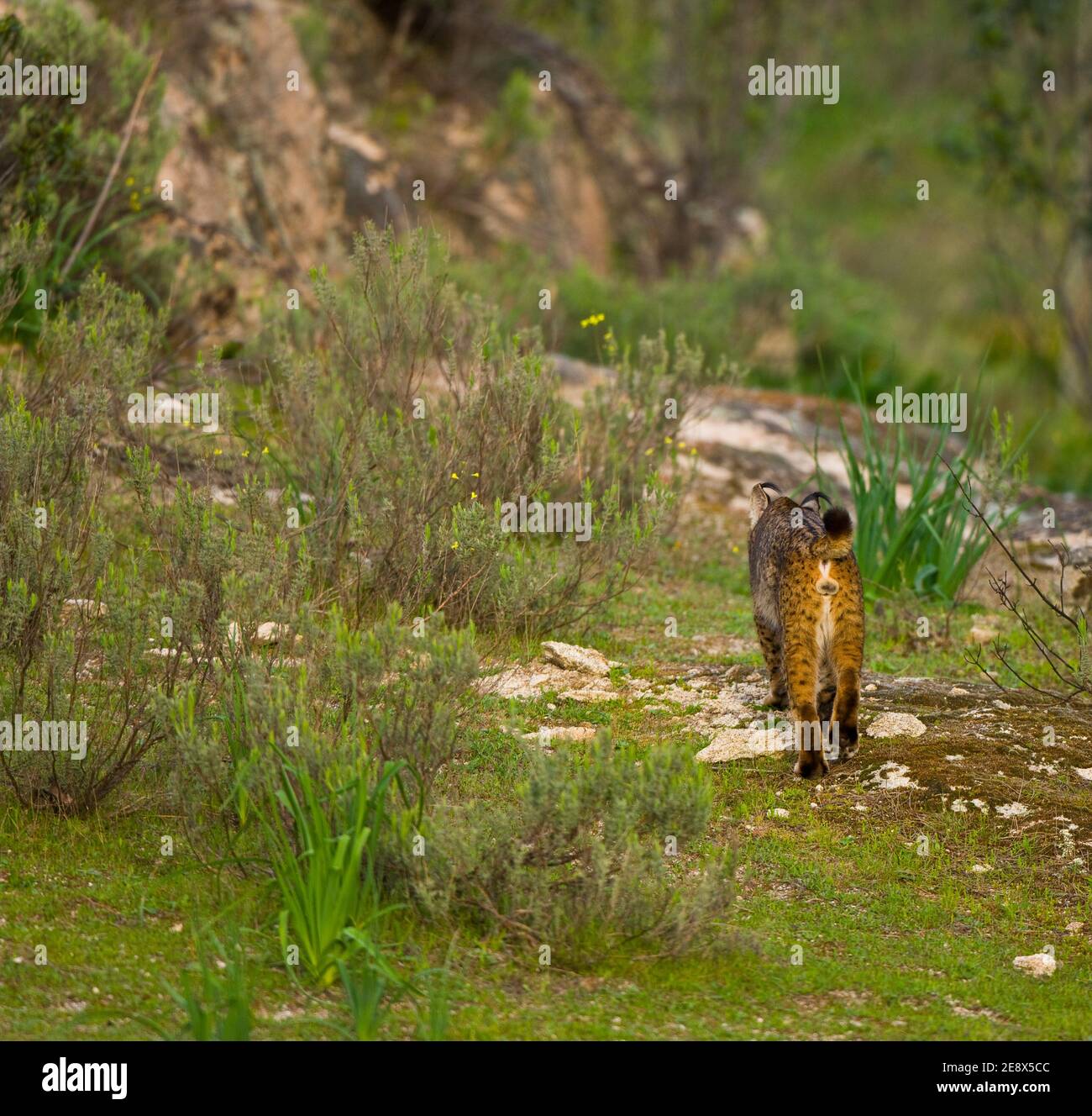 LINCE IBÉRICO- IBERIAN LYNX (Lynx pardinus) salvaje fotografiado en el ...