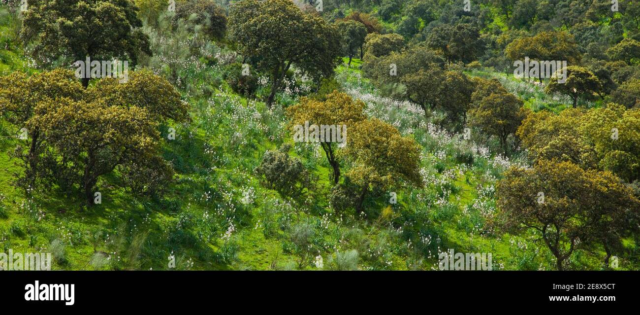 Encinas y Gamones o Asfodelos, Parque Natural Sierra de Andújar, Jaen ...