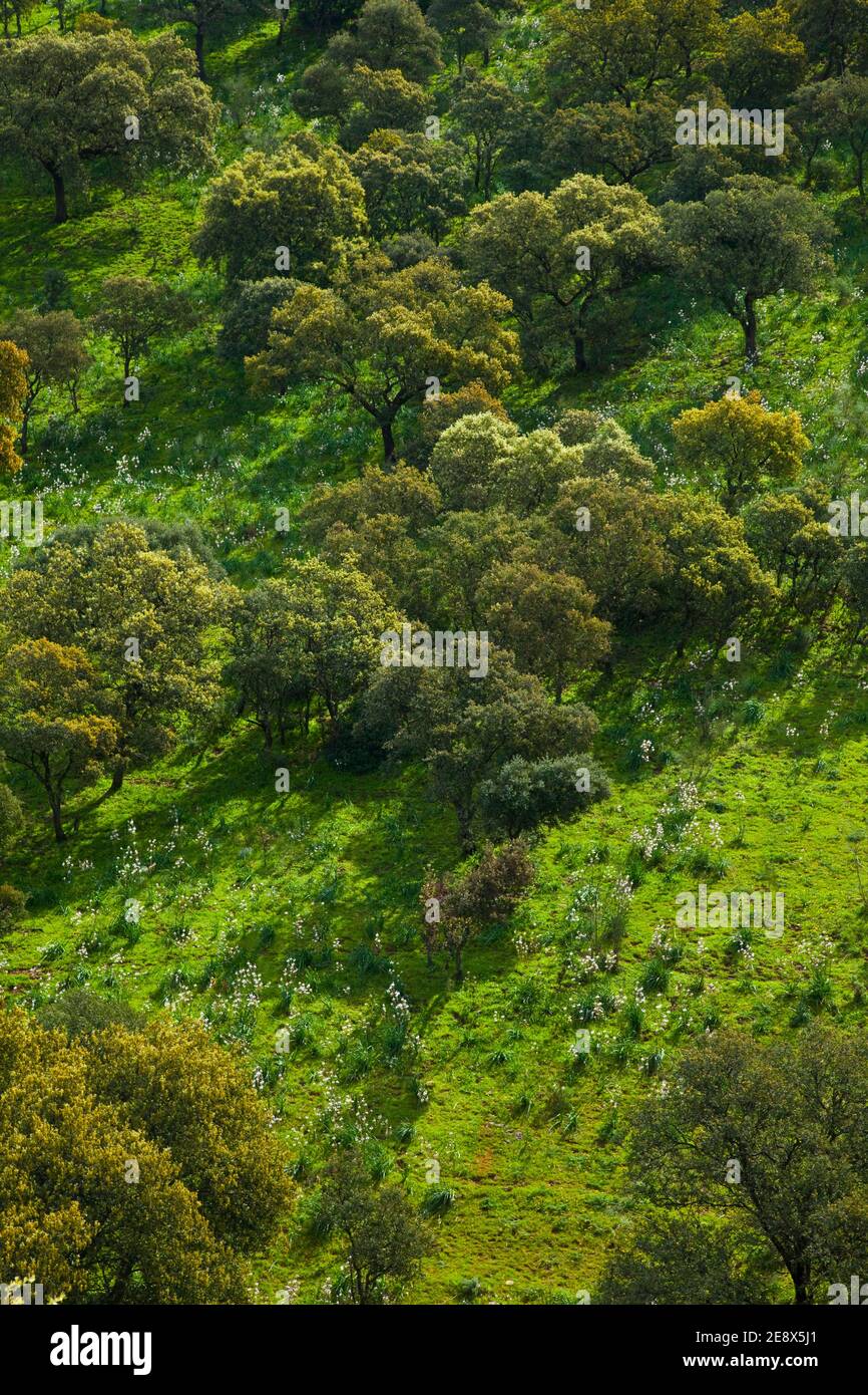 Gamones hi-res stock photography and images - Alamy