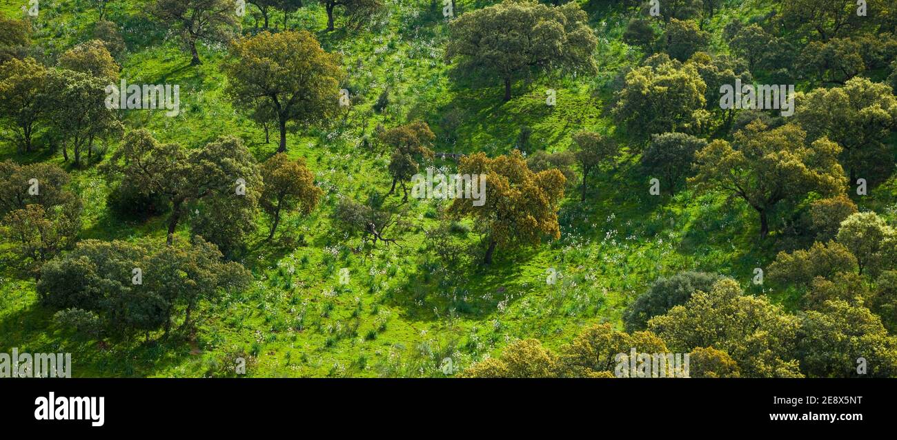 Gamones hi-res stock photography and images - Alamy