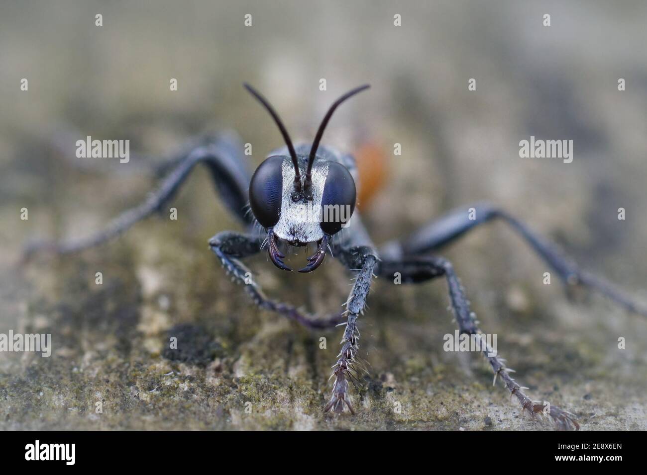Prionyx hi-res stock photography and images - Alamy