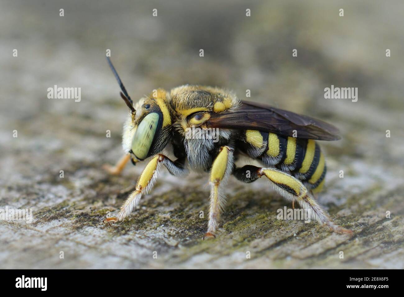 Anthidium species hi-res stock photography and images - Alamy