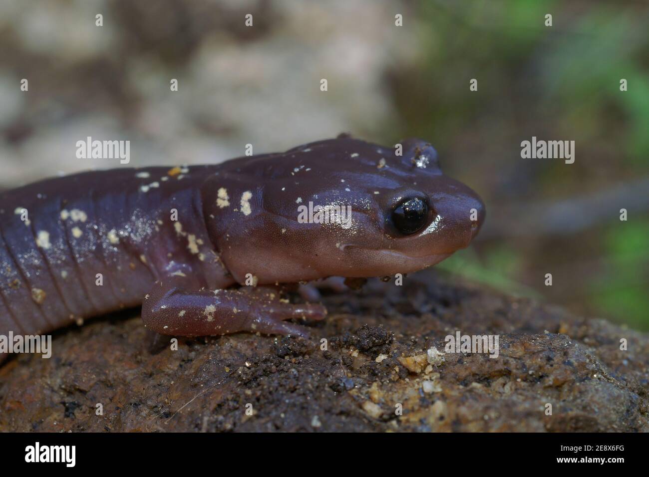Arboreal salamander hi-res stock photography and images - Alamy