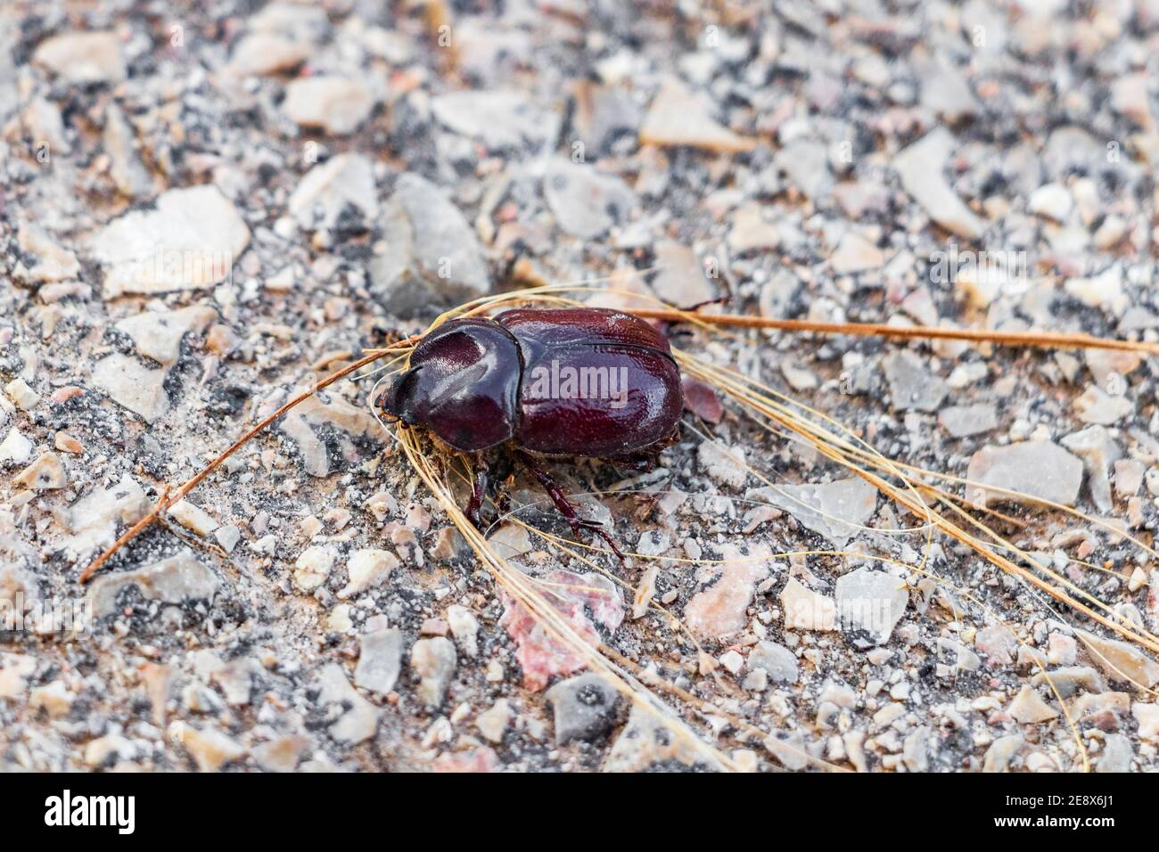 Small brown creeping beetle insect in Mallorca Balearic Islands Spain ...