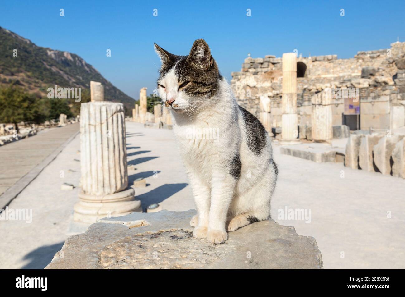 Cat in greek ruins hi-res stock photography and images - Alamy