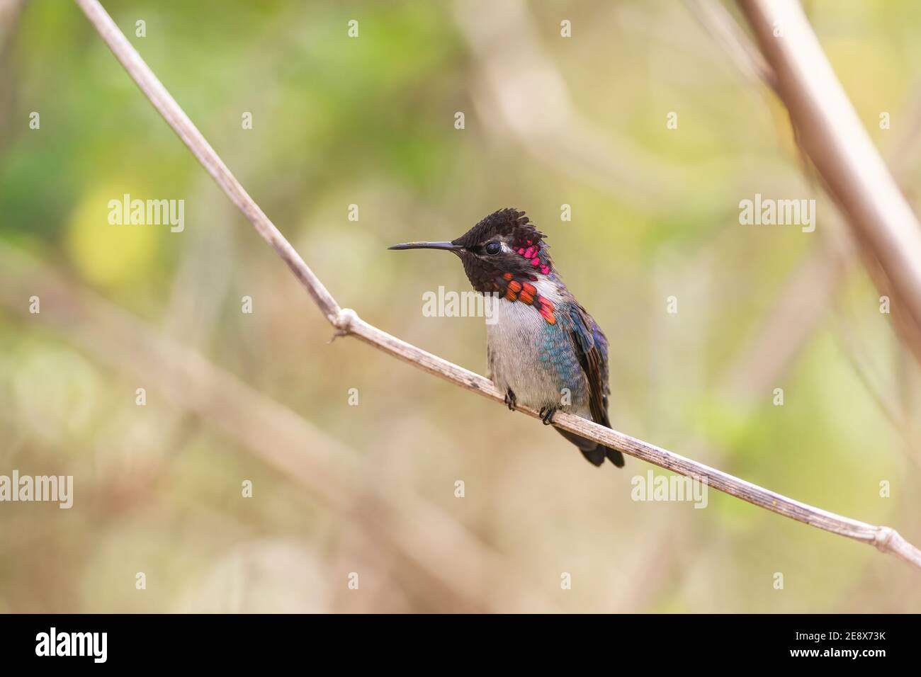 Adult bee hummingbirds hi-res stock photography and images - Alamy