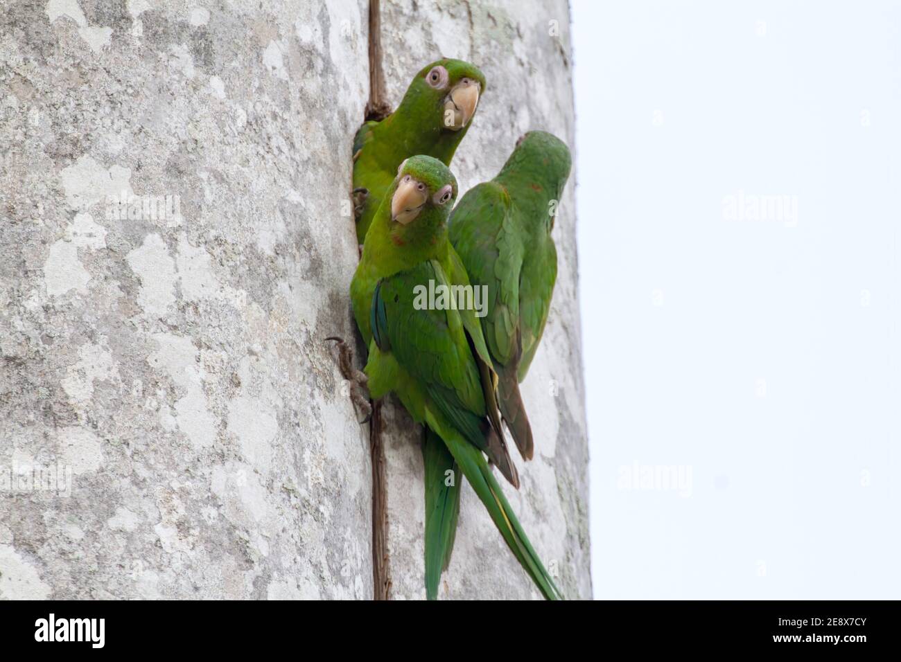 Cuban Parakeet, Psittacara euops, three birds at nest hole in tree ...
