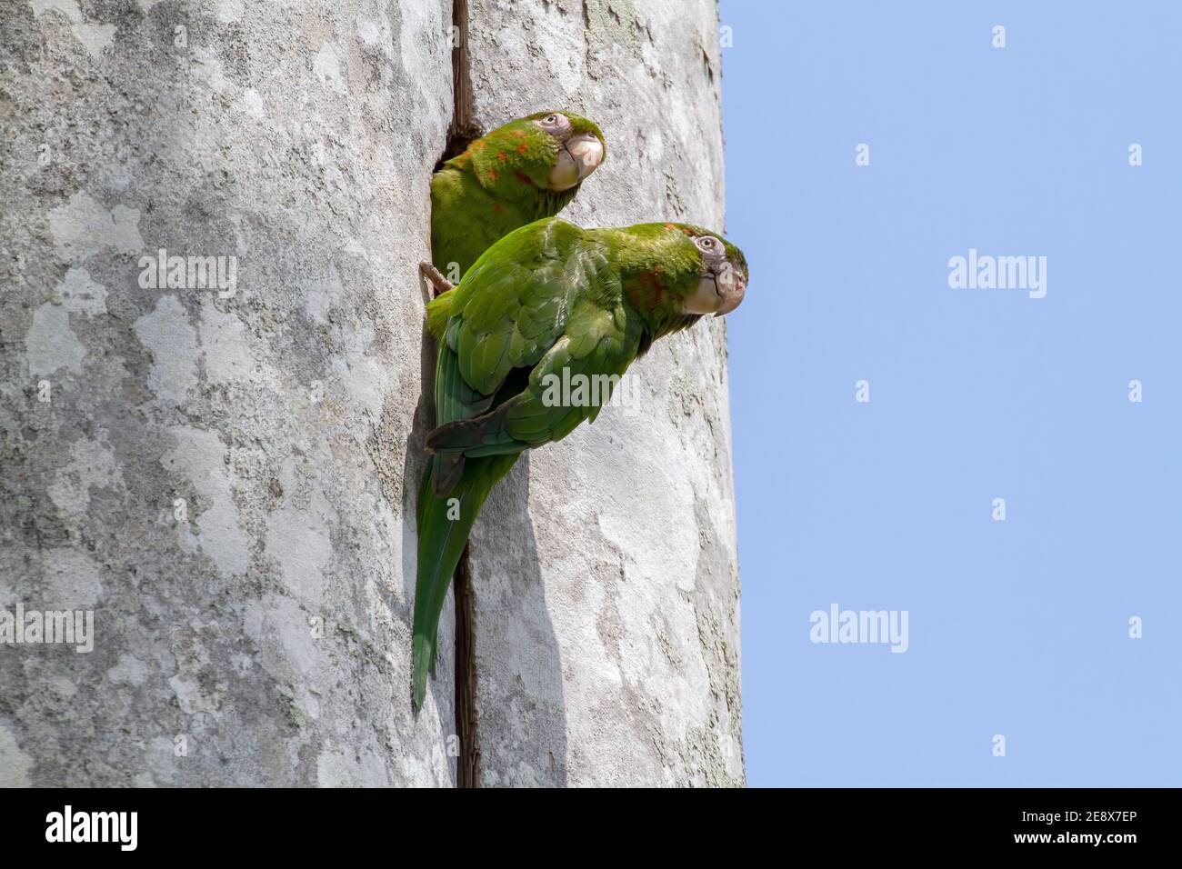 Cuban Parakeet, Psittacara euops, pair of birds at nest hole in tree ...