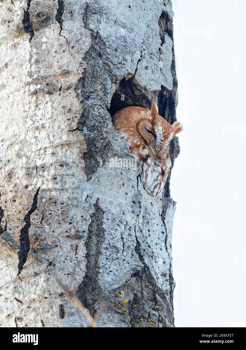 Red-morph Eastern screech owl calling from his nest in tree at the blue ...