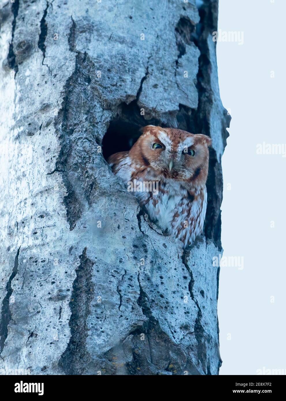Red-morph Eastern screech owl calling from his nest in tree at the blue ...