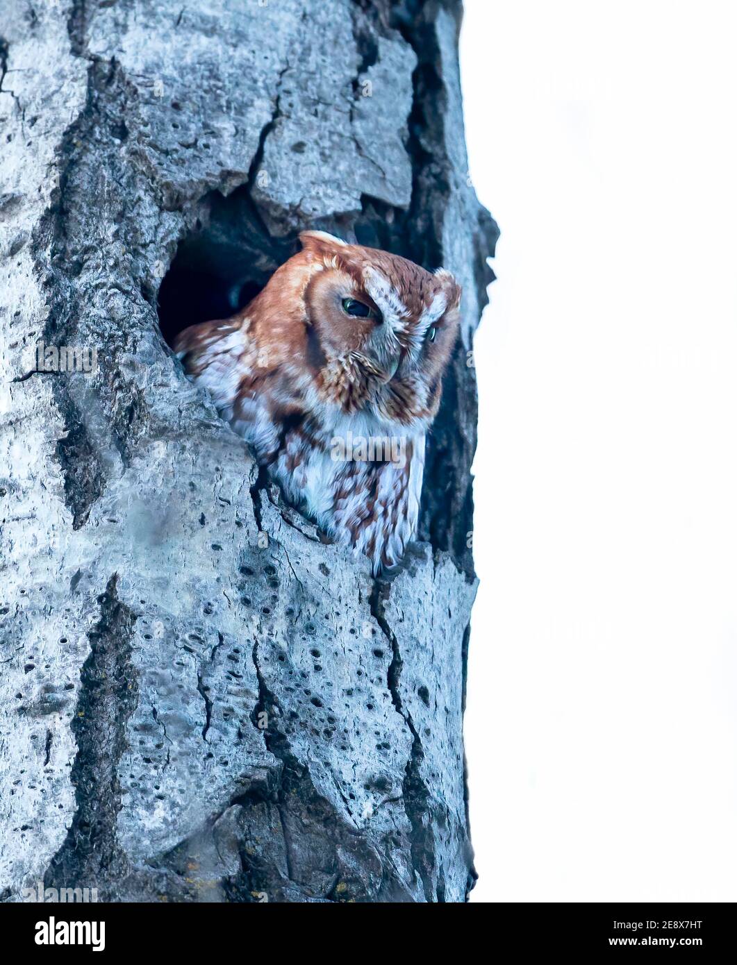 Red morphed screech owl hi-res stock photography and images - Alamy