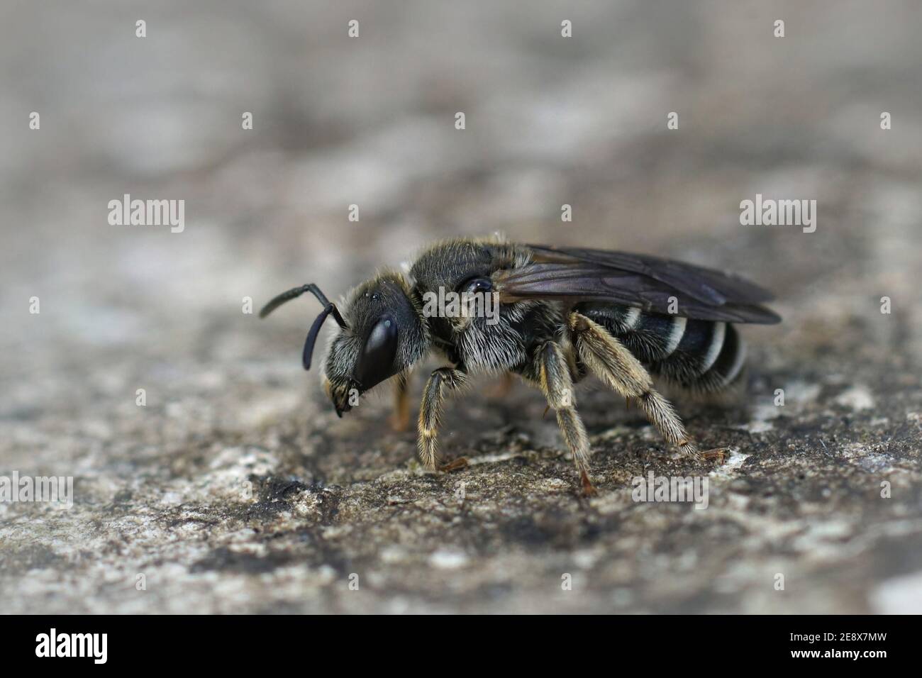 Halictus species hi-res stock photography and images - Alamy