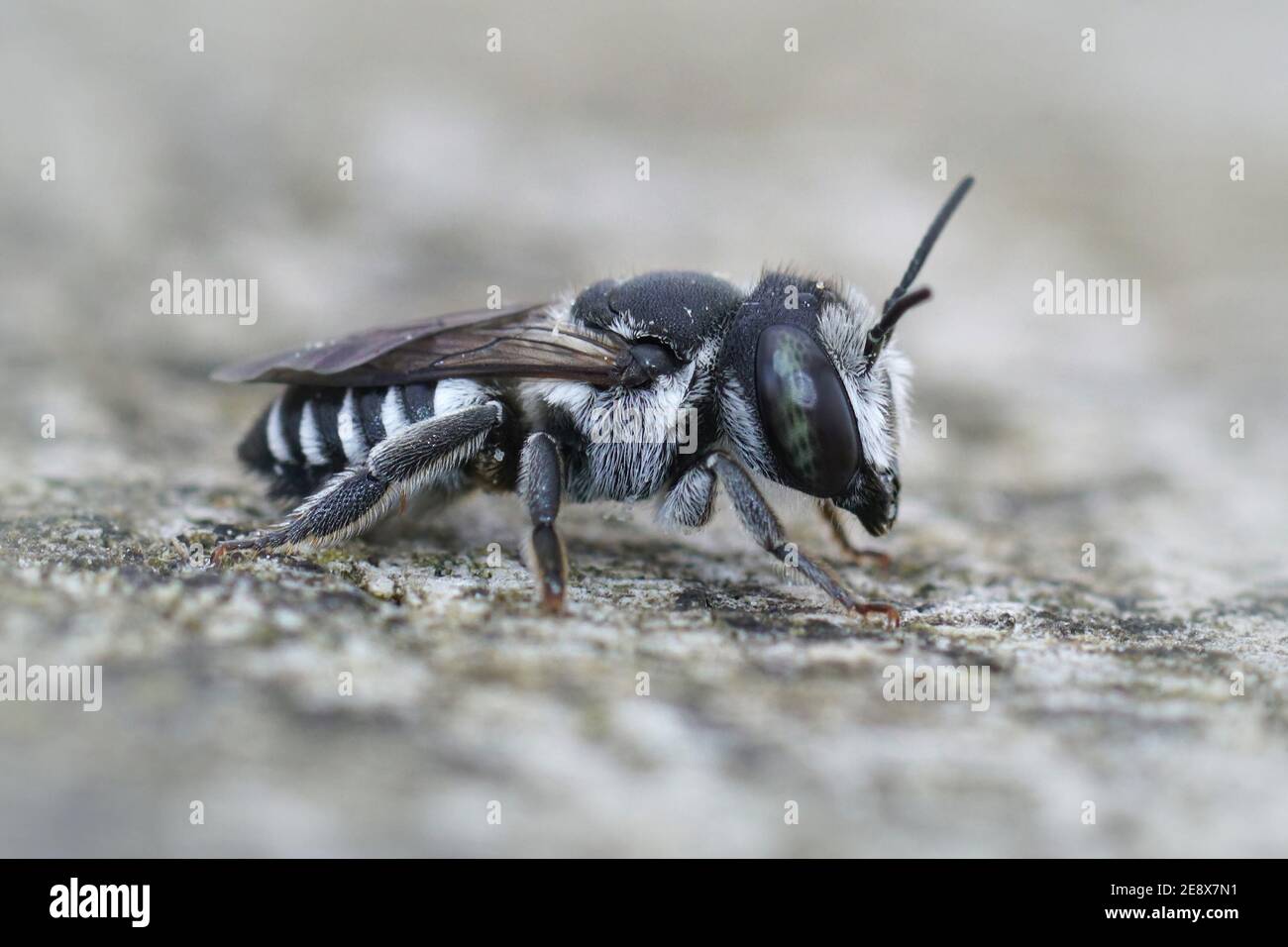 Apicalis hi-res stock photography and images - Alamy