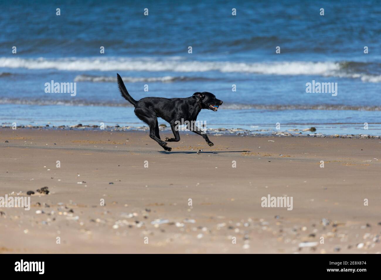 Black labrador running on beach Stock Photo - Alamy
