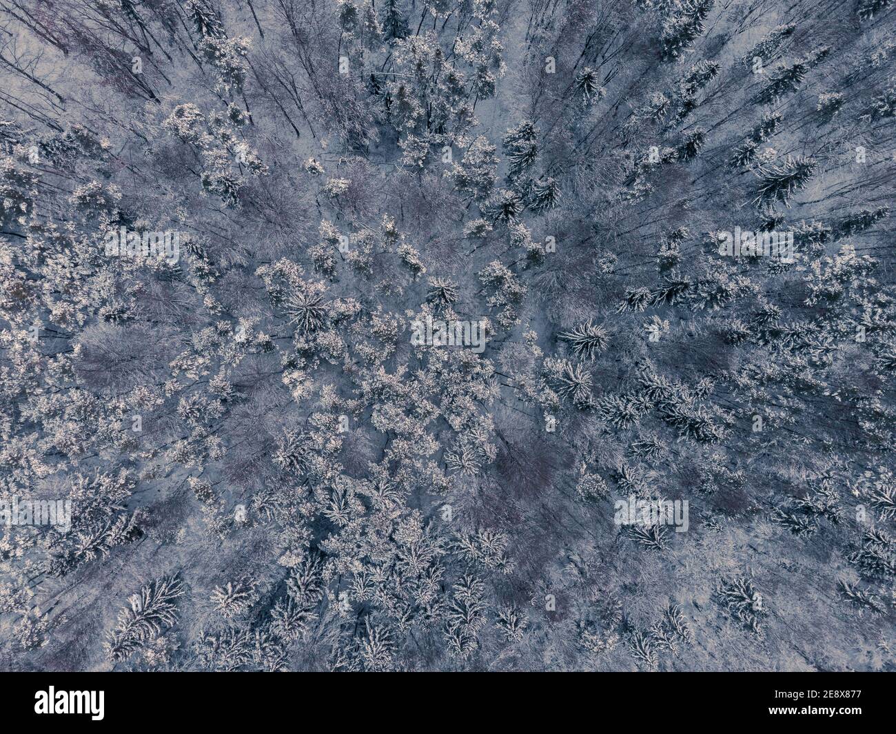 Aerial top down shot of forest in winter with snow and pine trees Stock ...