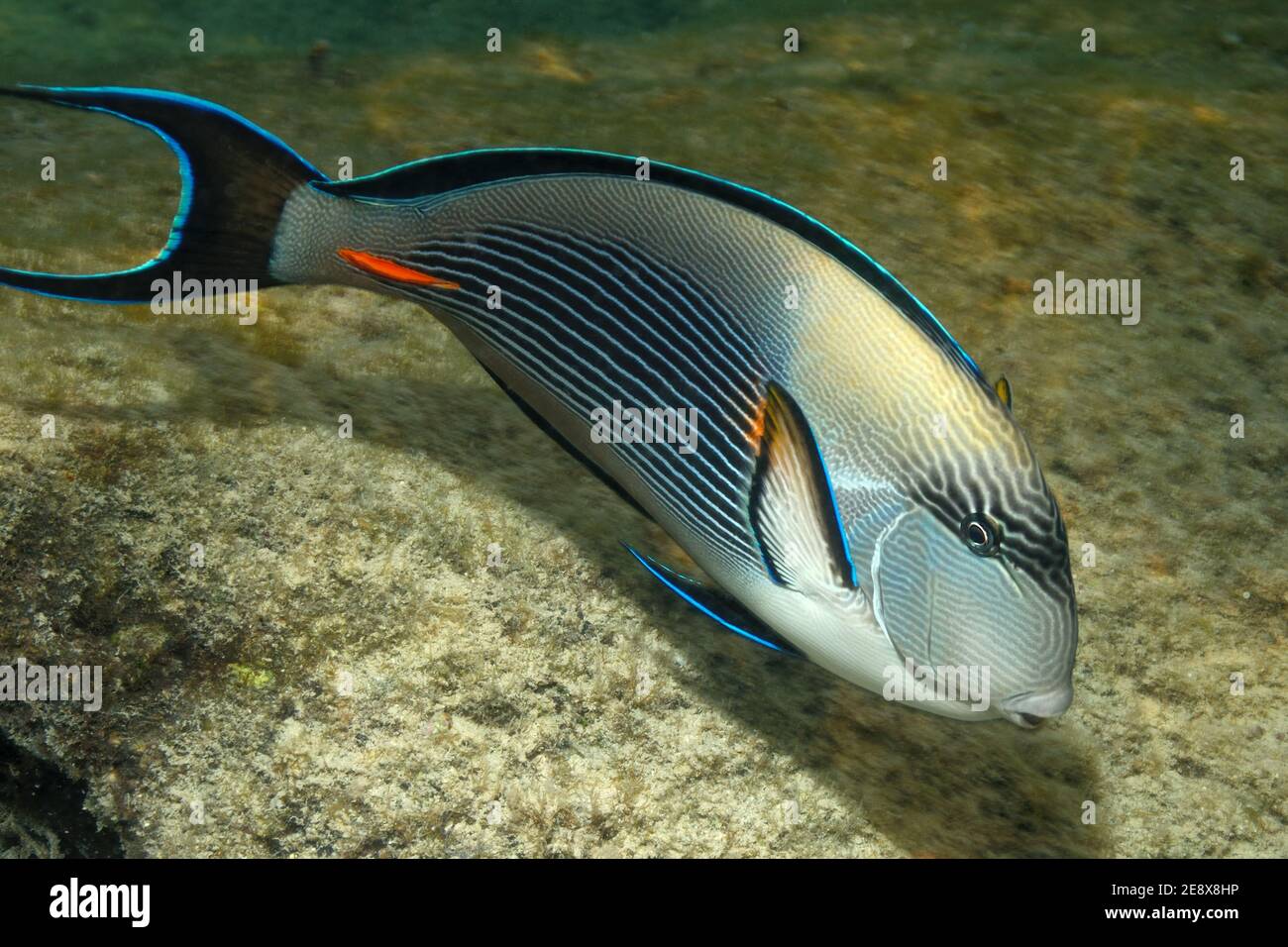 Acanthurus sohal, sohal surgeonfish, sohal tang, Arabischer Doktorfisch ...
