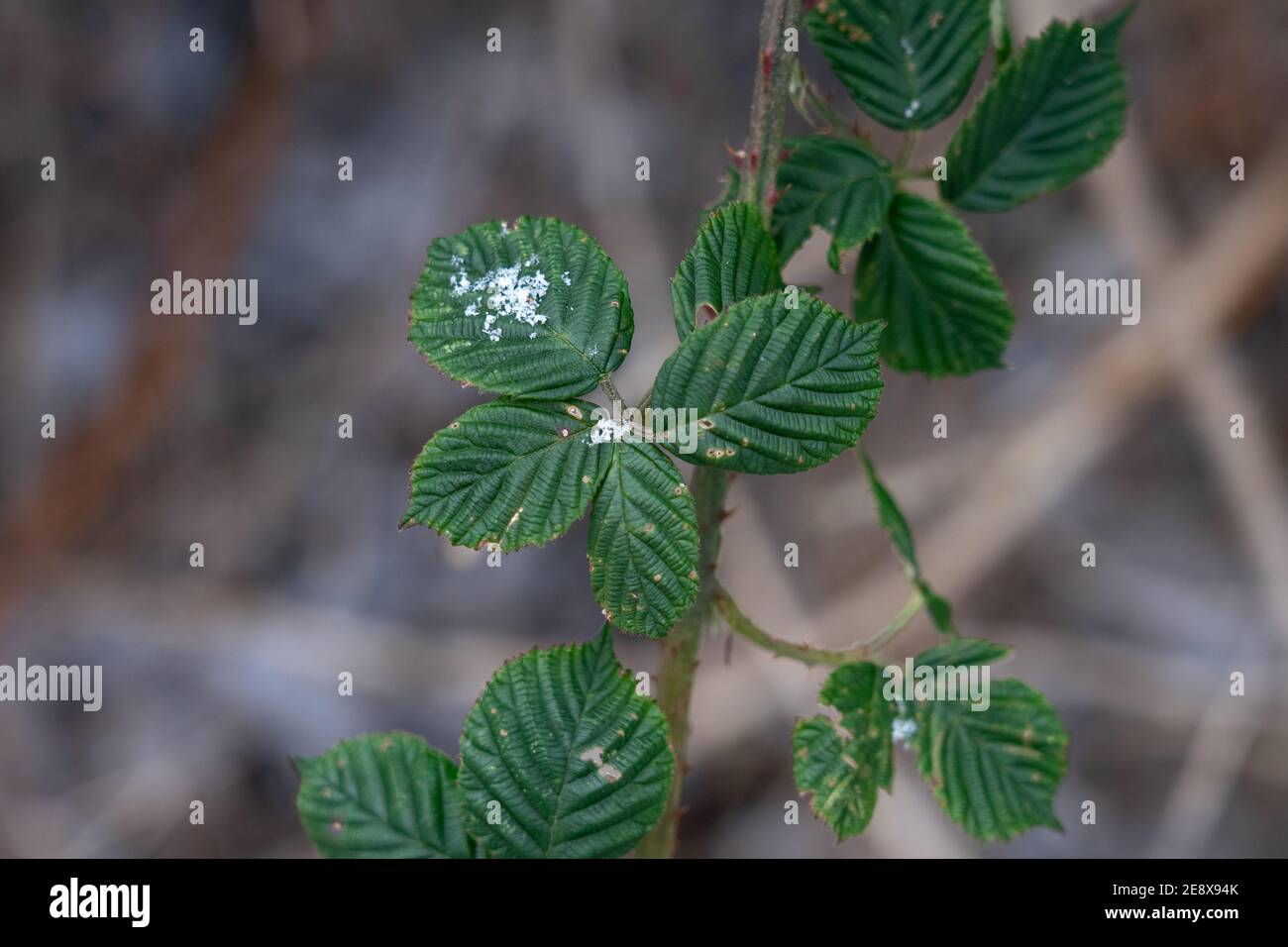 Raspberry snow hi-res stock photography and images - Alamy