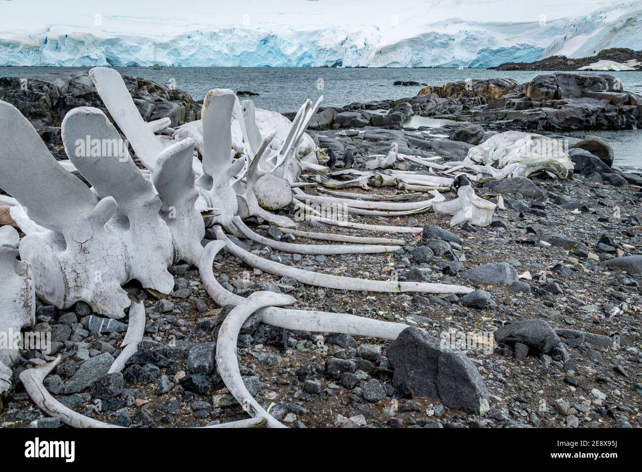Frozen blue whale hi-res stock photography and images - Alamy