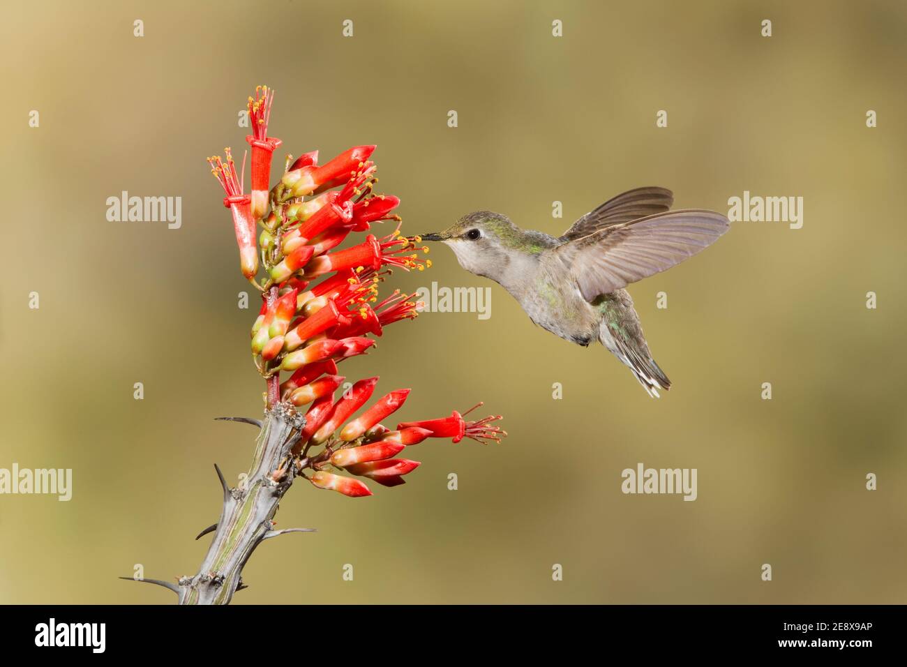 Costas hummingbird calypte costae hi-res stock photography and images ...