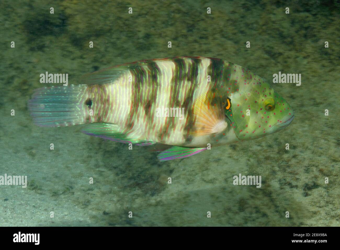 Cheilinus lunulatus, broomtail wrasse, Besenschwanz-Prachtlippfisch ...