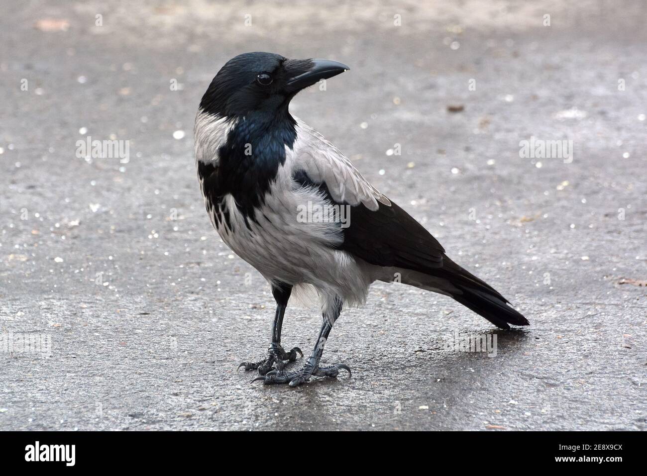 hooded crow, hoodie, grey crow, Corneille mantelée, Corvus cornix ...