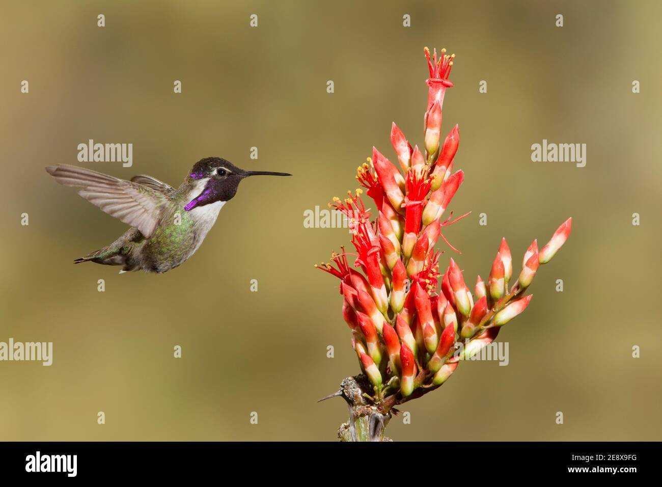 Costa's Hummingbird male, Calypte costae, feeding at ocotillo flower ...