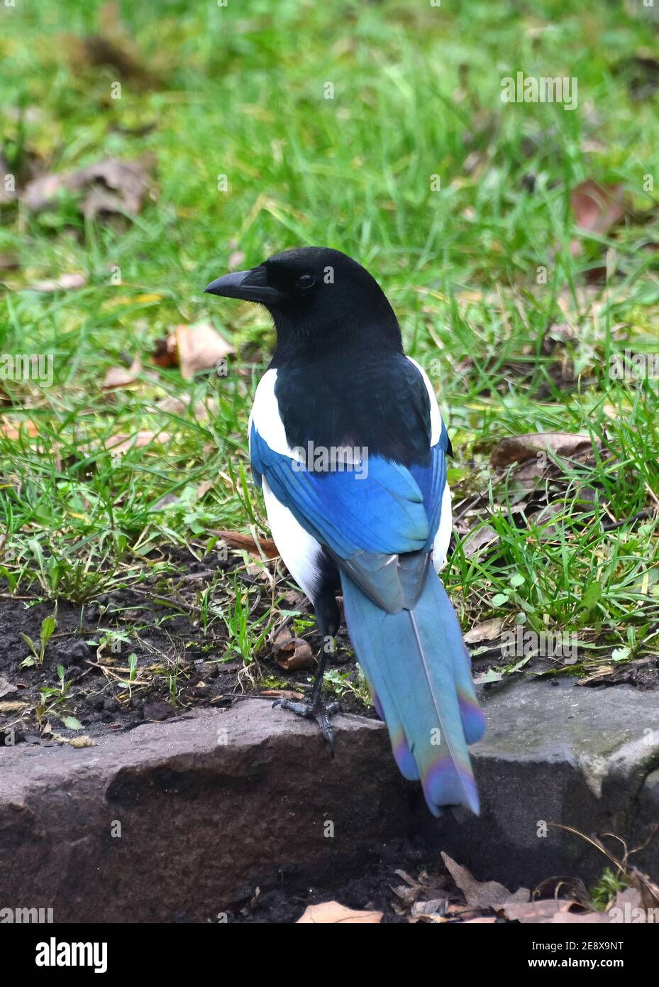 Eurasian magpie or common magpie, Elster, Pie bavarde, Pica pica ...