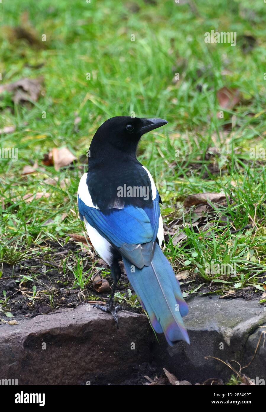 Eurasian magpie or common magpie, Elster, Pie bavarde, Pica pica ...