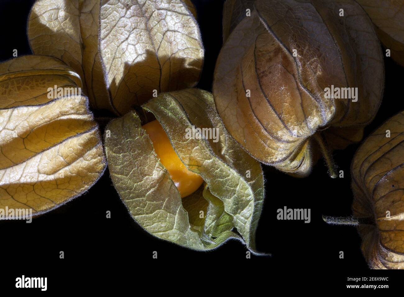 Peruvian groundcherry physalis peruviana hi-res stock photography and ...