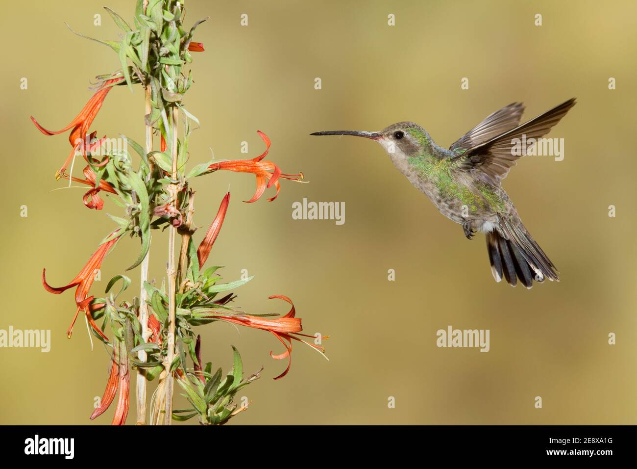 Hummingbird honeysuckle hi-res stock photography and images - Alamy