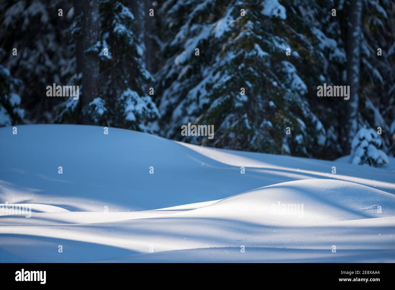 Winter forest, bright sunlight and shadows on snow blanket Stock Photo ...