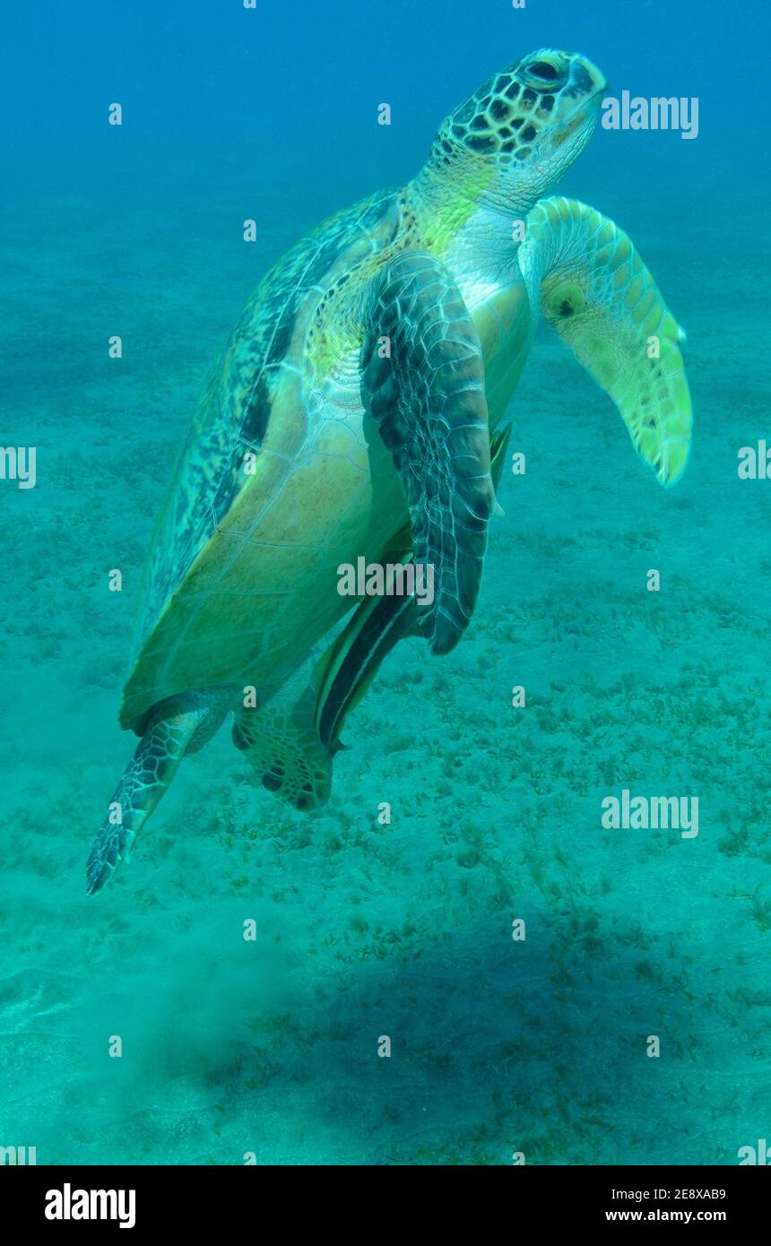 Chelonia mydas, Grüne Meeresschildkröte, green sea turtle, Echeneis ...