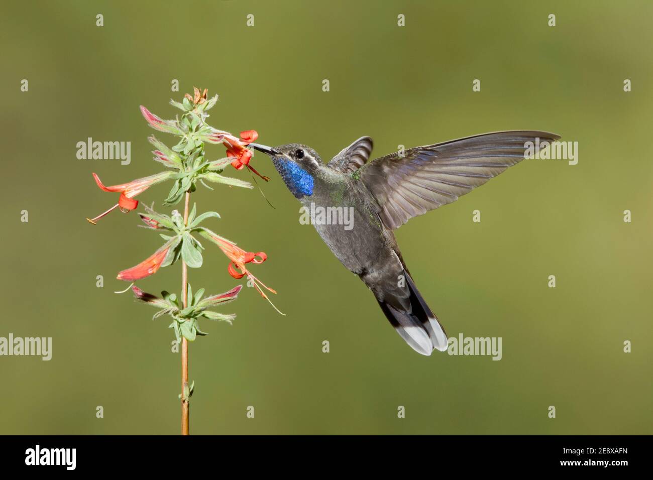 Hummingbird honeysuckle hi-res stock photography and images - Alamy