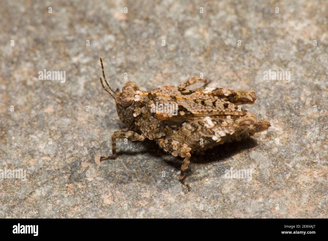 Mexican Pygmy Grasshopper, Paratettix mexicanus, Tetrigidae Stock Photo ...