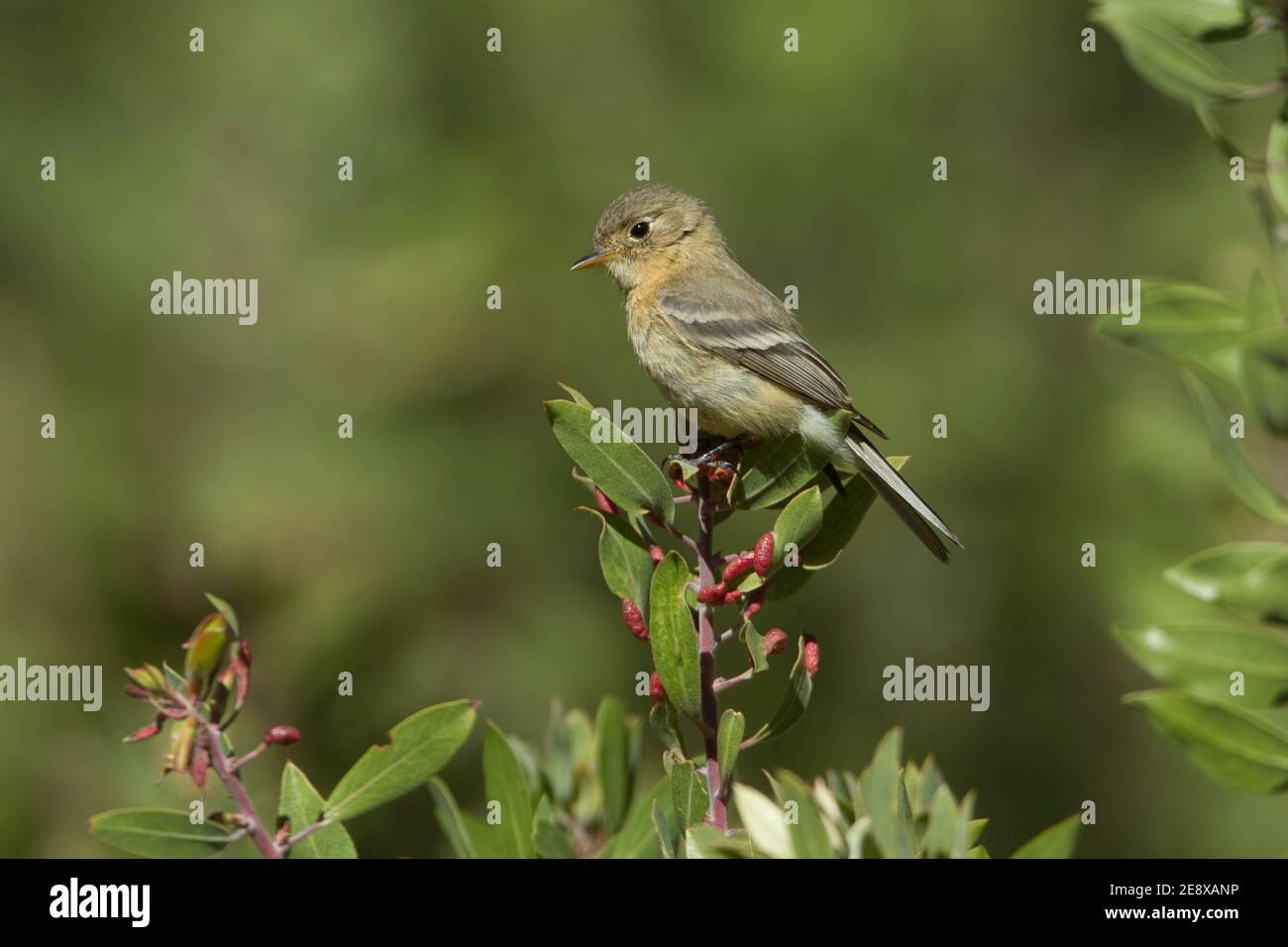Buff-breasted Flycatcher, Empidonax fulvifrons Stock Photo - Alamy