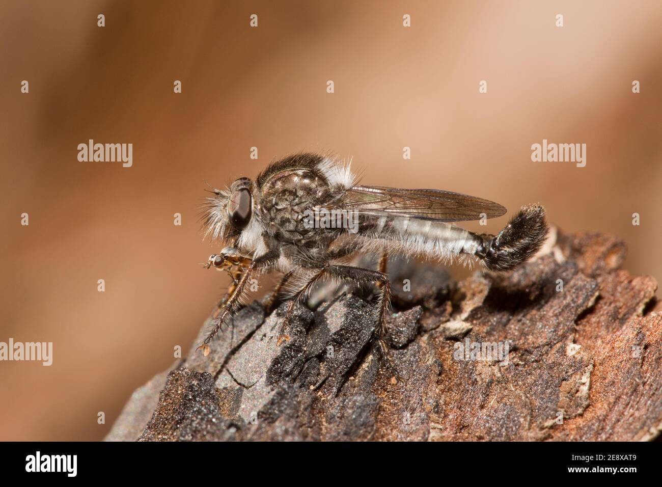 Jubata hi-res stock photography and images - Alamy