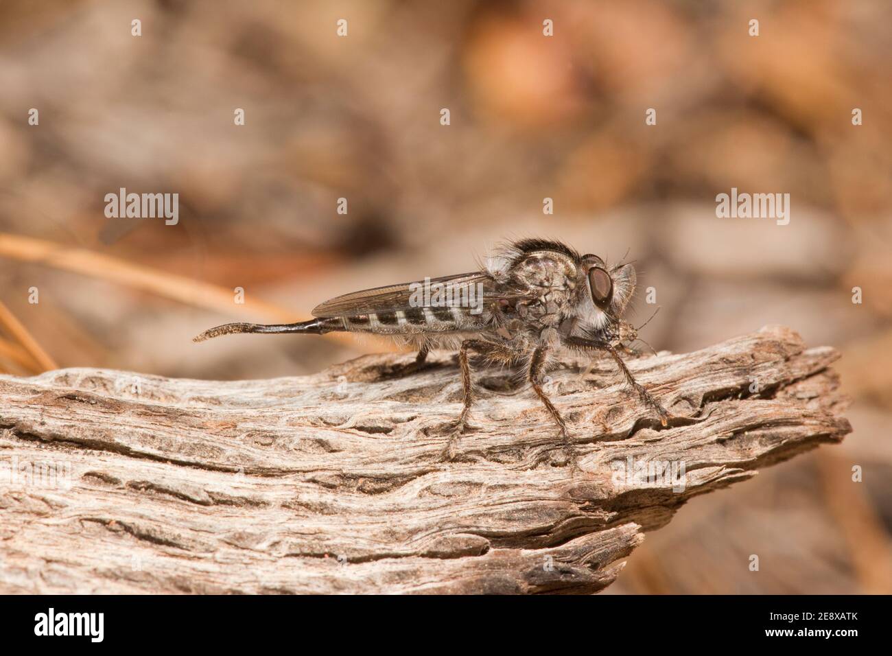 Robber Fly female, Efferia jubata, Asilidae Stock Photo - Alamy