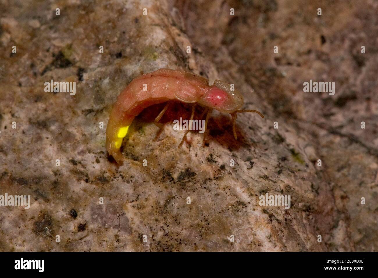 Firefly female, Prolutacea pulsator, Lampyridae Stock Photo - Alamy