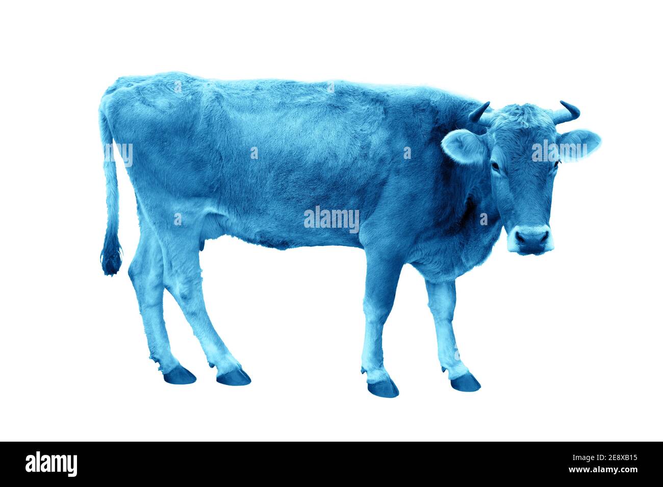 Blue cow isolated on a white background Stock Photo - Alamy
