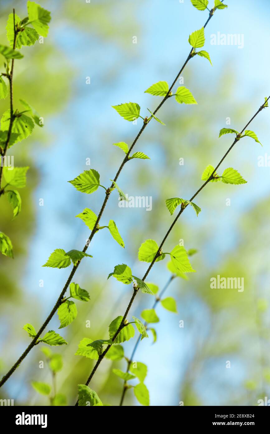 Abstract spring background with birch shoots with fresh green leaves ...