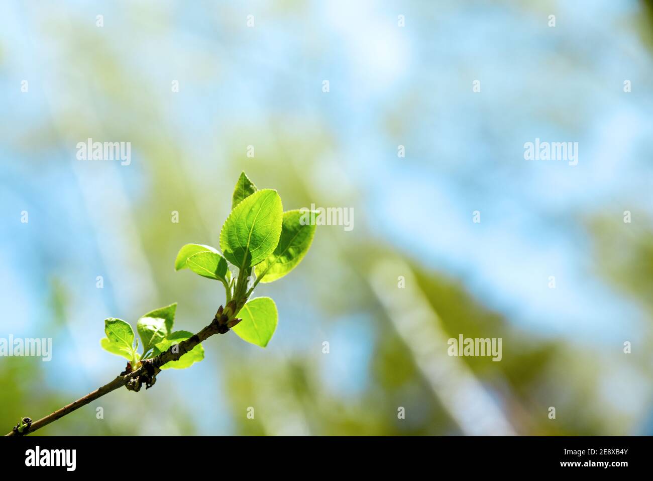 Abstract spring background with birch shoots with fresh green leaves ...