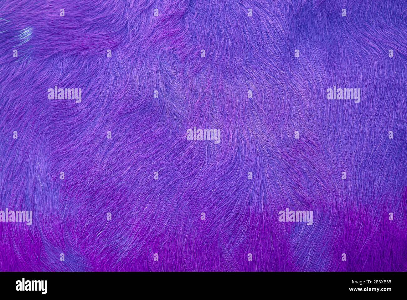 Purple cow skin texture with ha Stock Photo - Alamy