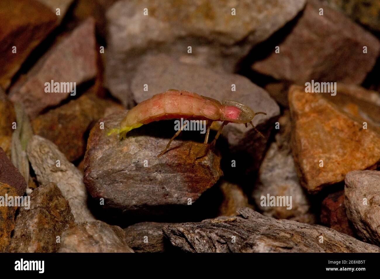 Female Firefly High Resolution Stock Photography and Images - Alamy