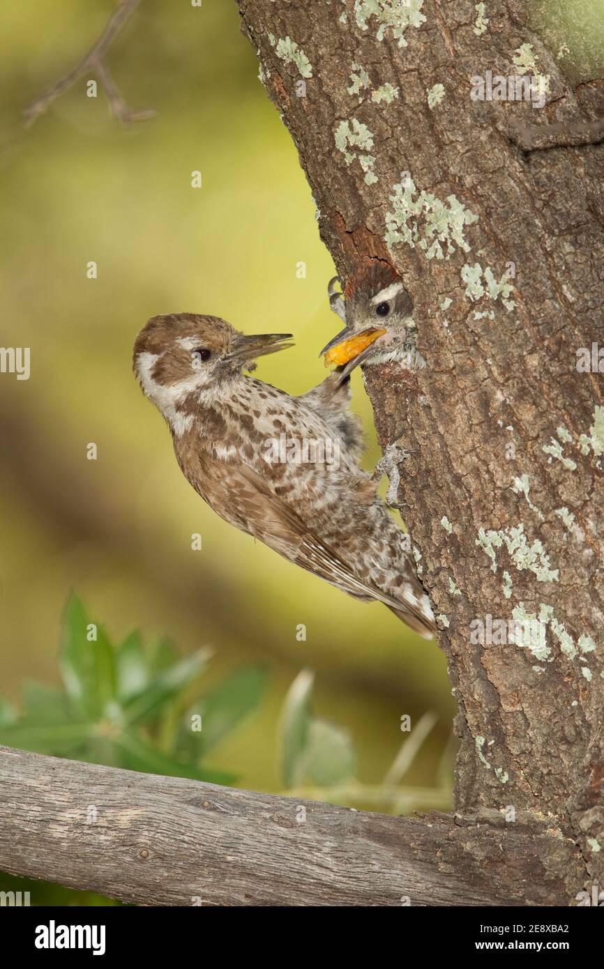 Arizona Woodpecker female feeding nestling, Picoides arizonae, in oak ...